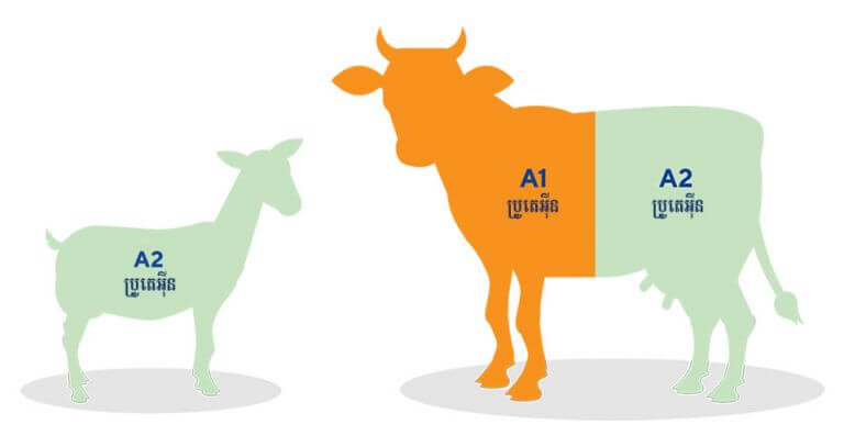 Goat's Milk and Cow's Milk - What Are the Differences?