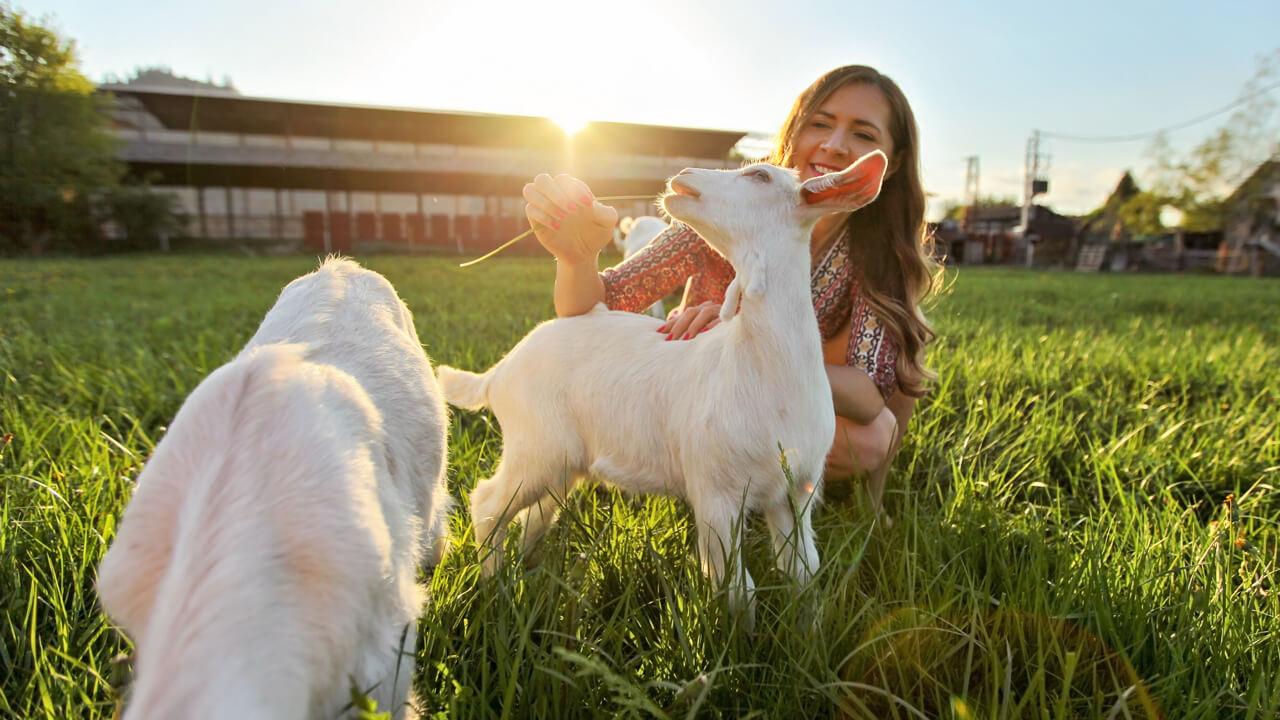From Farm to Factory - Goat Milk Quality Assurance